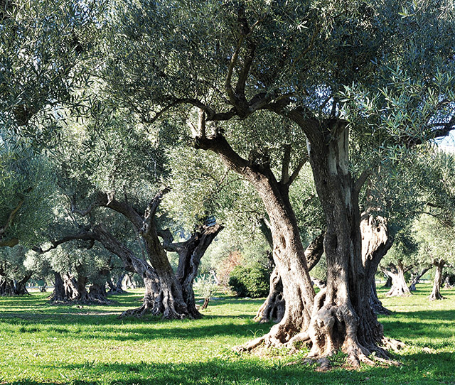 Wie man Butter durch Öl ersetzt: die Umrechnung | Fratelli Carli